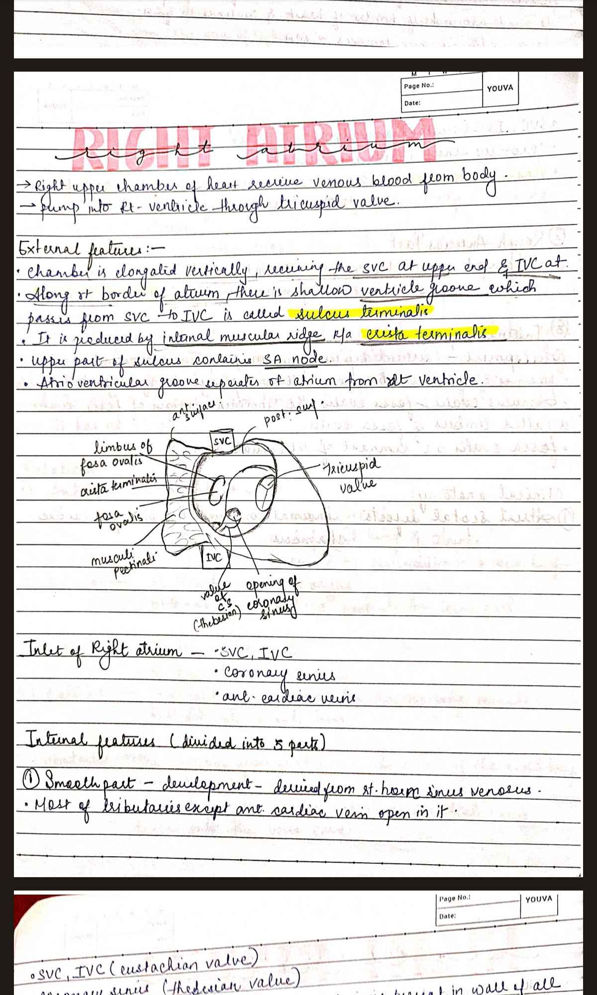 1st Year BDS ALL IMPORTANT THORAX Anatomy Short Notes For University 1st Year BDS ALL IMPORTANT THORAX Anatomy Short Notes For University