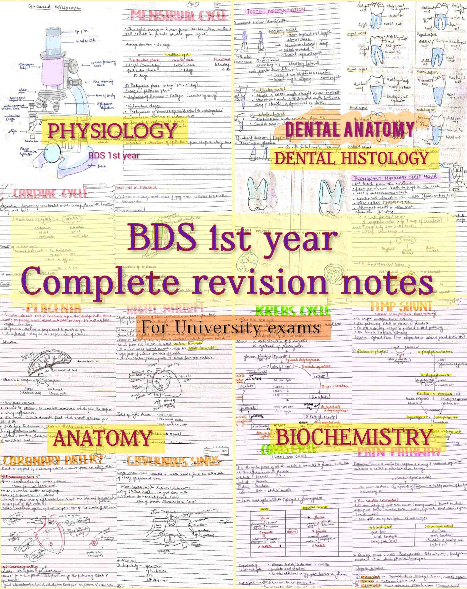 BDS 1st Year ALL SUBJECTS Handwritten Notes Of ANATOMY PHYSIOLOGY BDS 1st Year ALL SUBJECTS Handwritten Notes Of ANATOMY PHYSIOLOGY