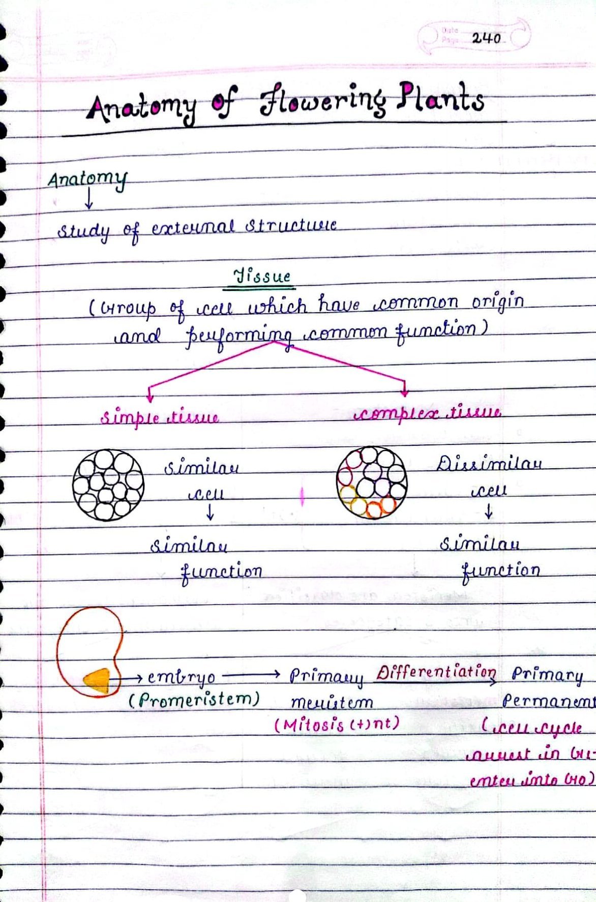 Anatomy Of Flowering Plants Short Notes For Neet Pdf Free Infoupdate Anatomy Of Flowering Plants Short Notes For Neet Pdf Free Infoupdate